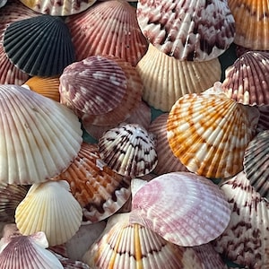 Calico Scallop Shells - Etsy