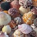 Calico Scallop Shells - Etsy