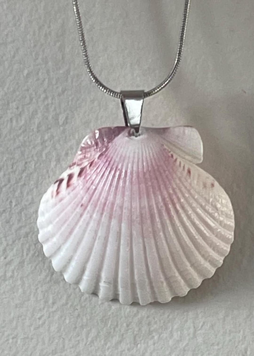 Sanibel Island Calico Scallop Shell Necklace - Etsy