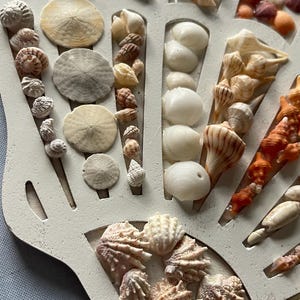 Sea Shell Art. Mini Sea Shells , Ocean Decoration - Etsy