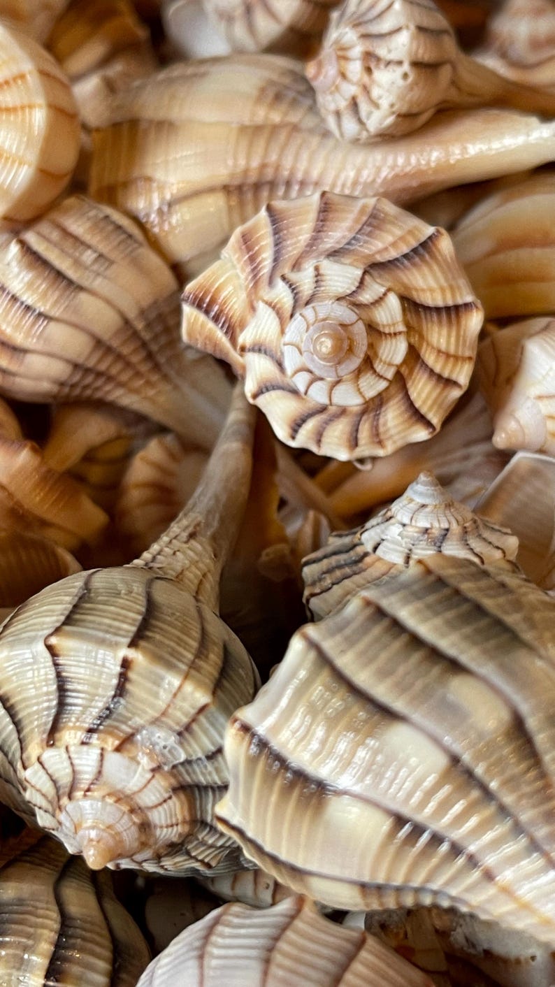 Lightening Whelk Sea Shells From Floridas Gulf Coast. Lot of 10 ...