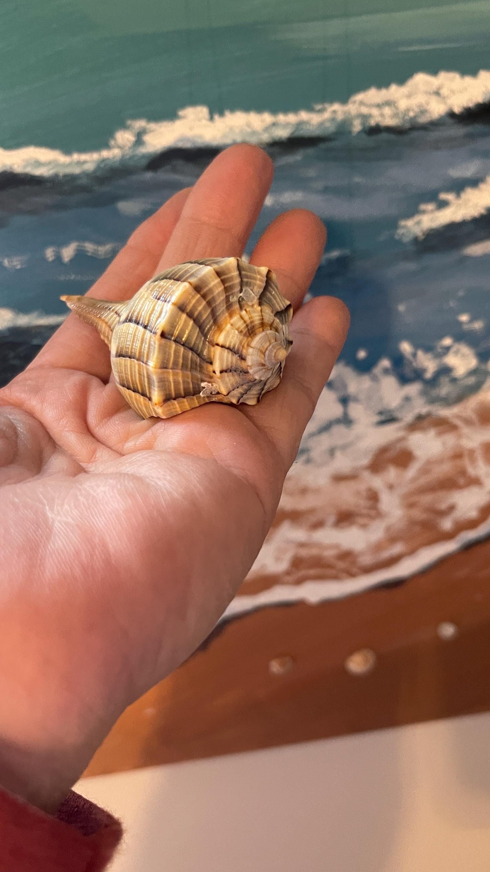 Lightening Whelk Sea Shells From Floridas Gulf Coast. Lot of 10 ...