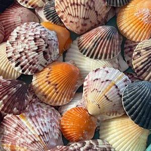 Calico Scallop Shells - Etsy