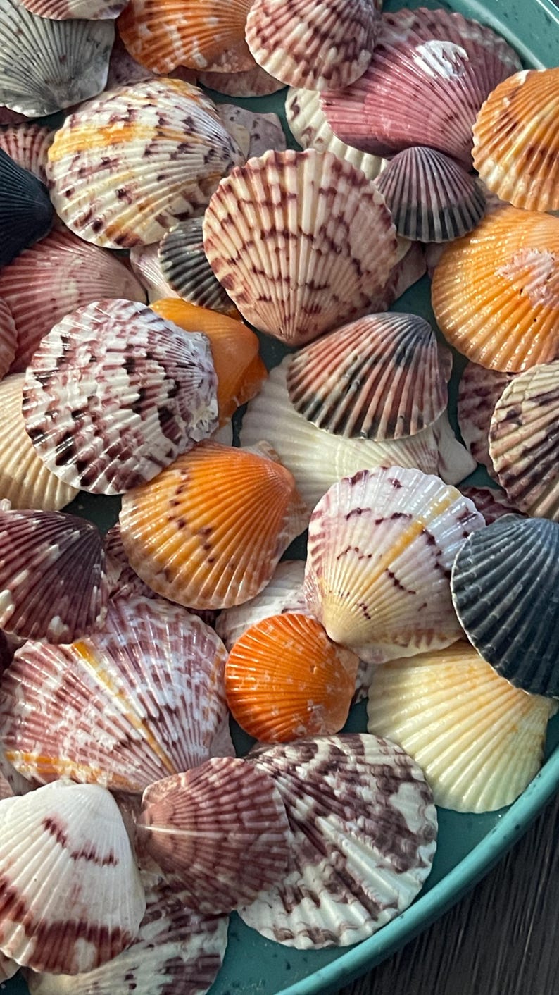 Calico Scallop Shells - Etsy