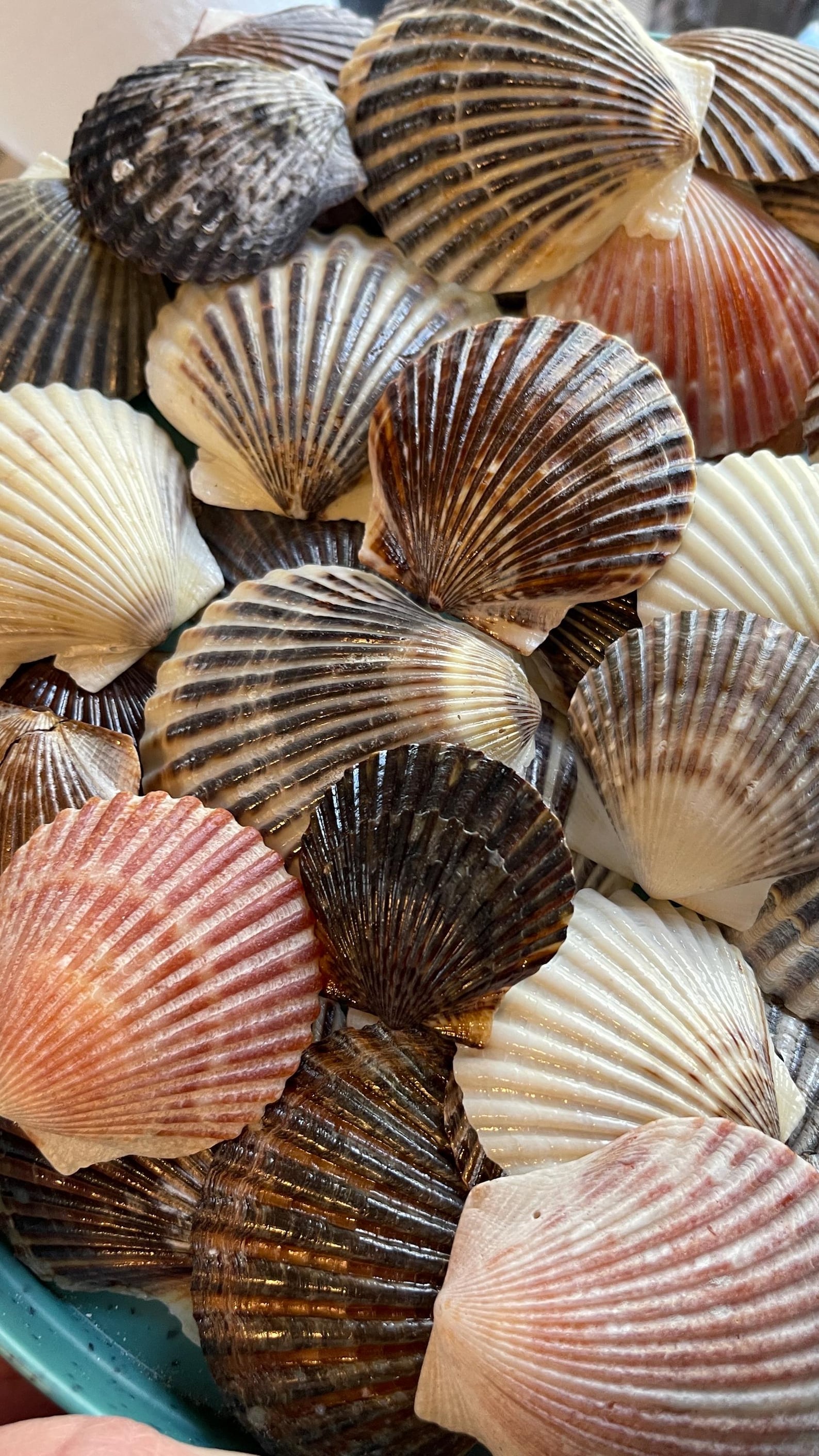 Bay Scallop Shells From Cape Cod - Etsy
