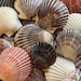 Bay Scallop Shells From Cape Cod - Etsy