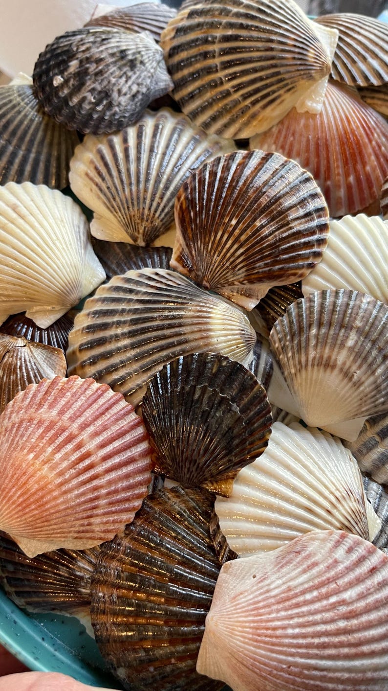 Bay Scallop Shells From Cape Cod - Etsy