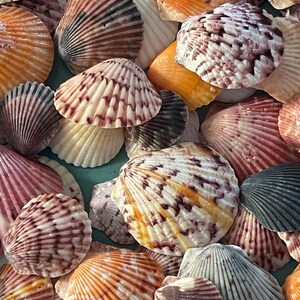 Calico Scallop Shells - Etsy
