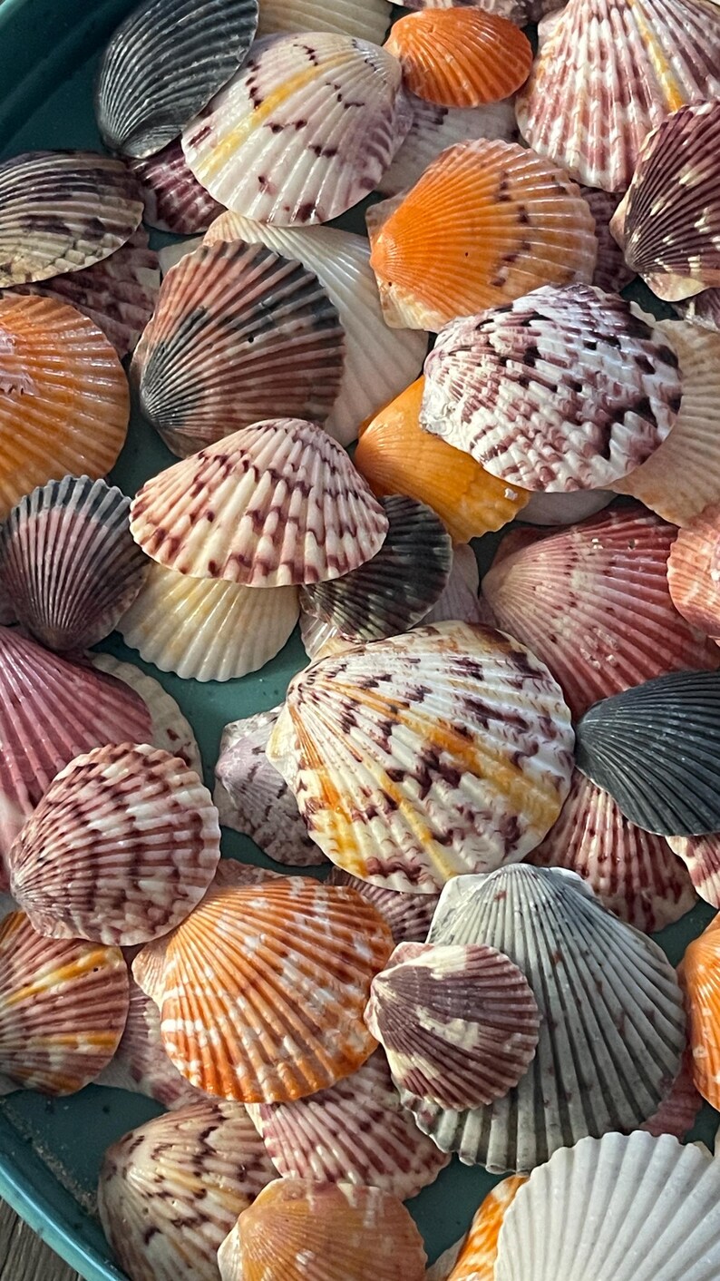 Calico Scallop Shells - Etsy