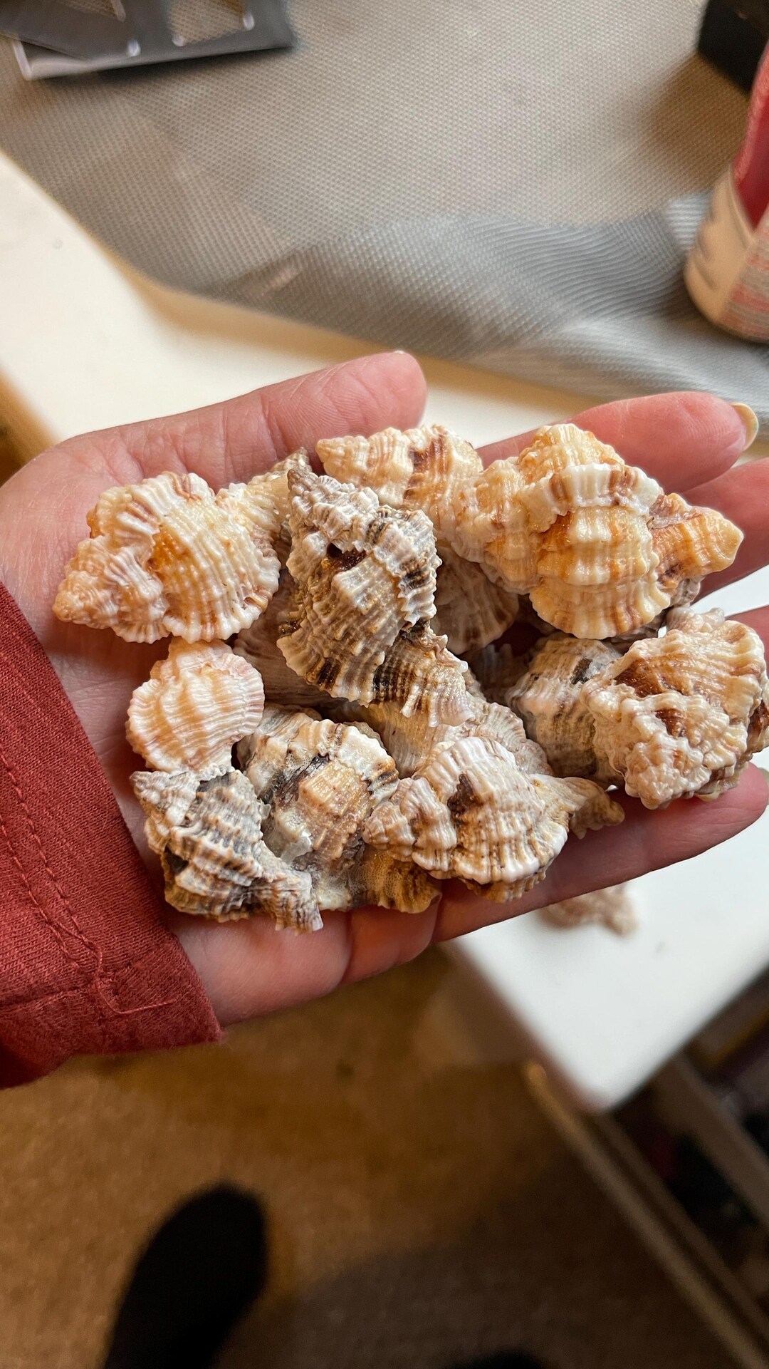 Apple Murex Sea Shells From Floridas Gulf Coast. Lot of 12 Natural and ...