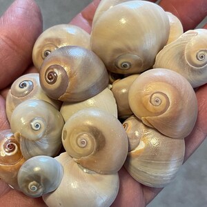 10 Shark Eye Moon Snails ( Neverita Duplicata ) - Etsy