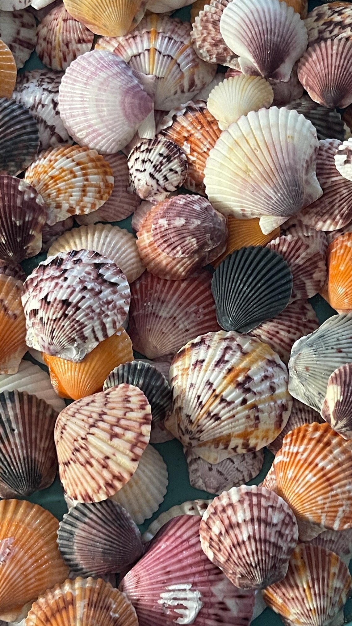 Calico Scallop Shells - Etsy