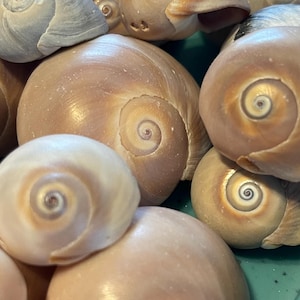 10 Shark Eye Moon Snails ( Neverita Duplicata ) - Etsy