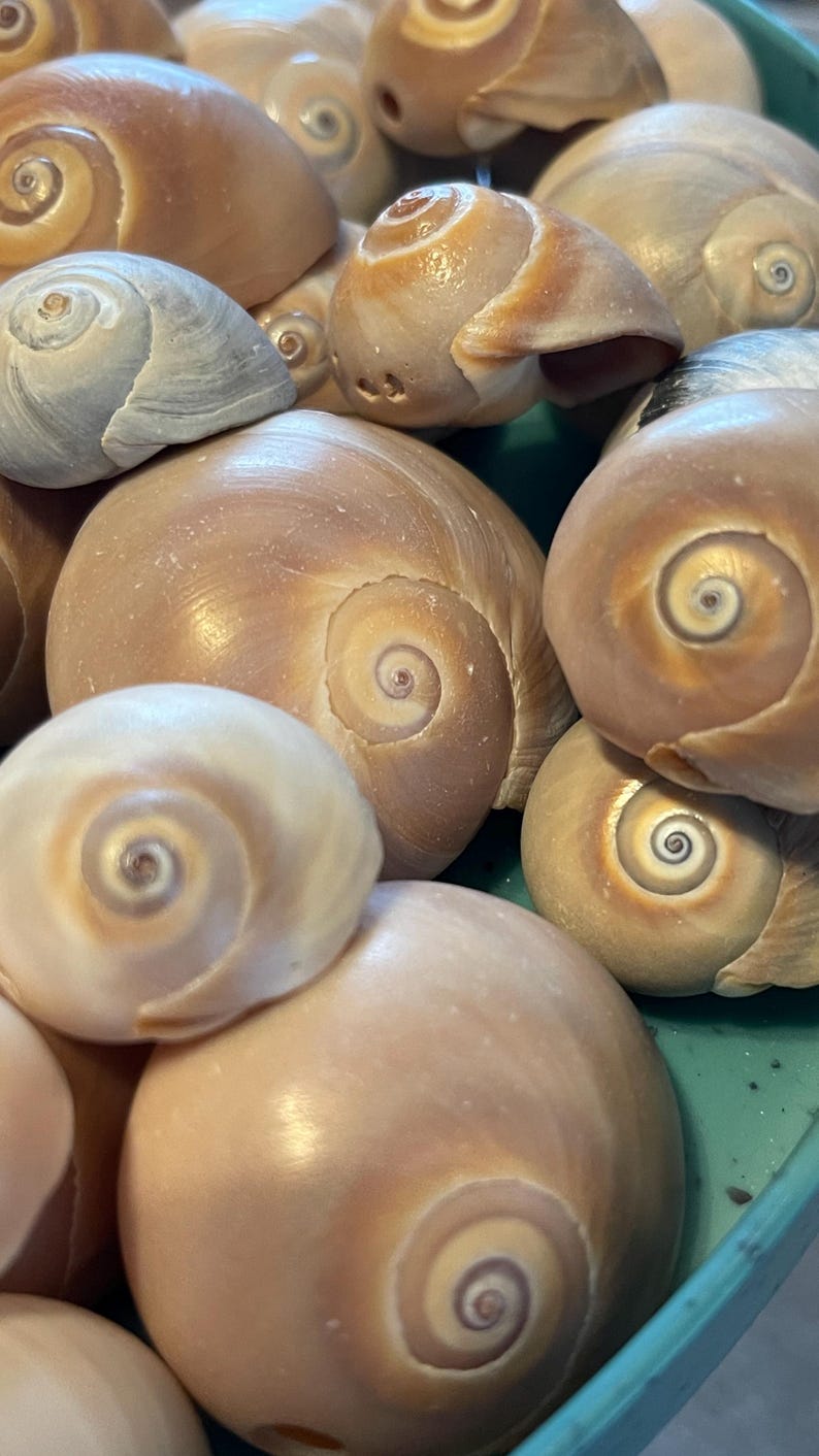10 Shark Eye Moon Snails ( Neverita Duplicata ) - Etsy