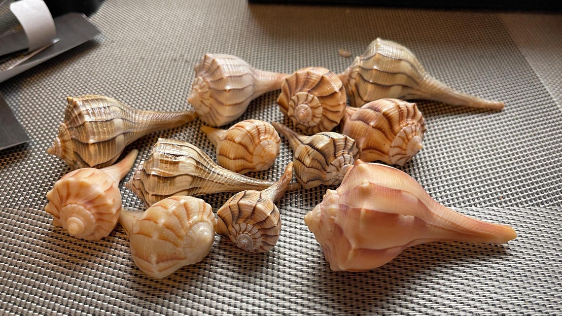 Lightening Whelk Sea Shells From Floridas Gulf Coast. Lot of 10 ...