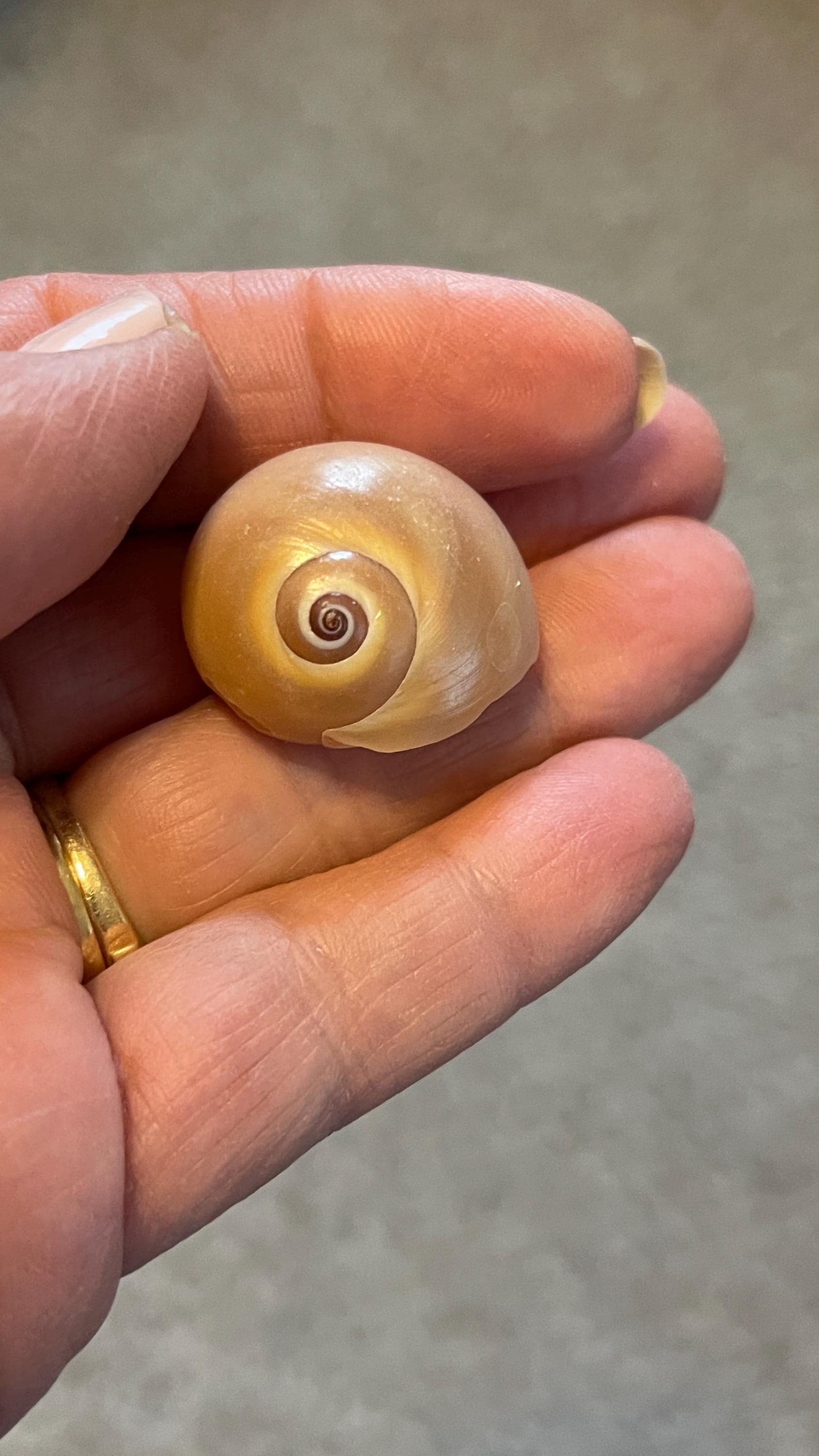 10 Shark Eye Moon Snails ( Neverita Duplicata ) - Etsy