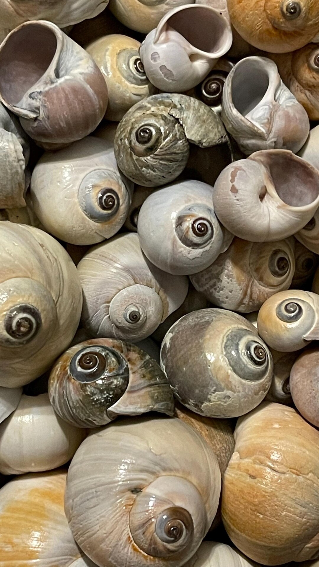 Northern Moon Snail Shells - Plum Island, MA - Lot of 10 - Etsy