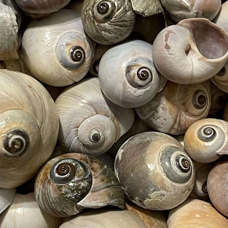 Snail Shells - Etsy