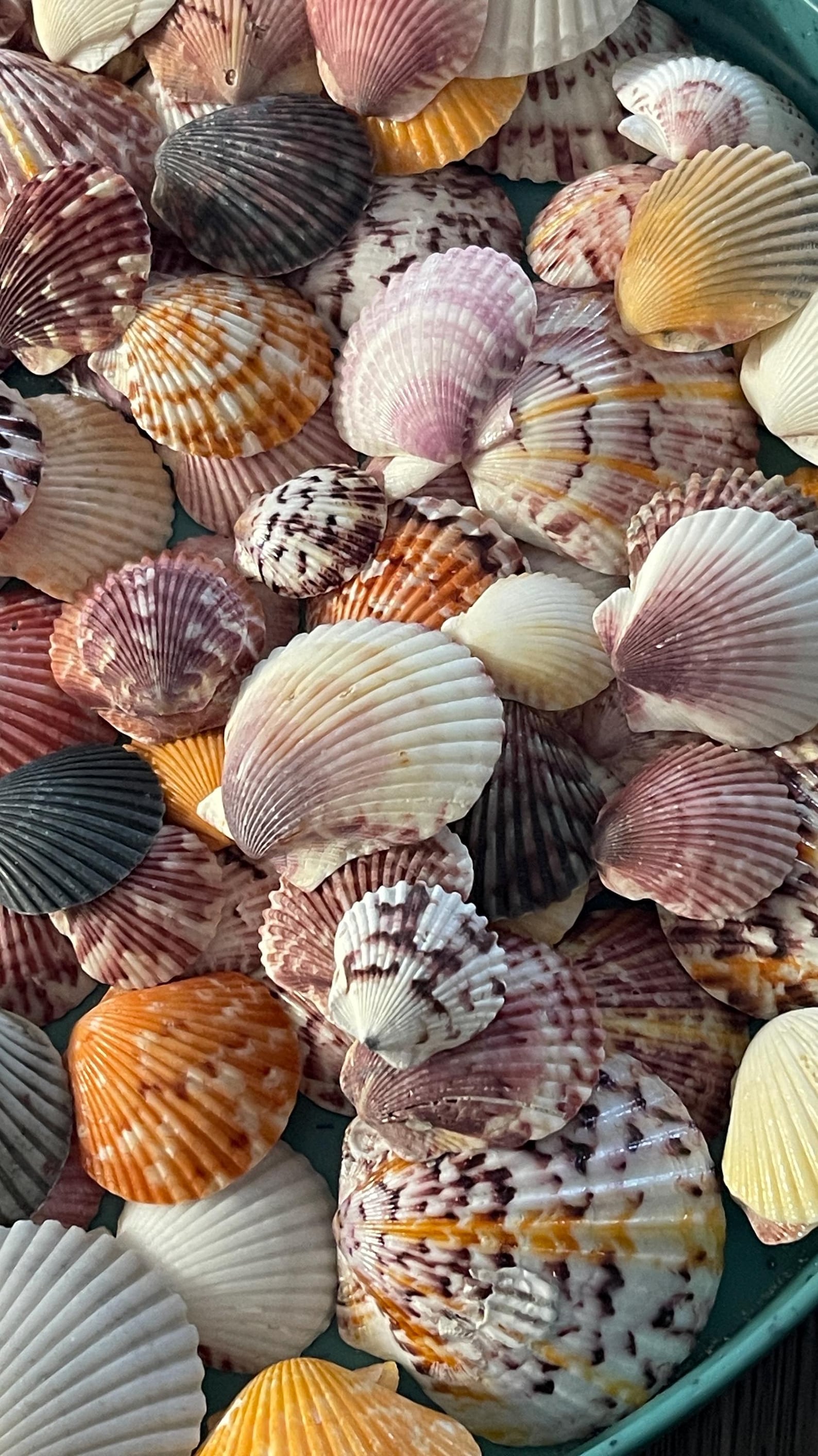 Calico Scallop Shells - Etsy