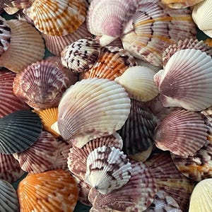 Calico Scallop Shells - Etsy