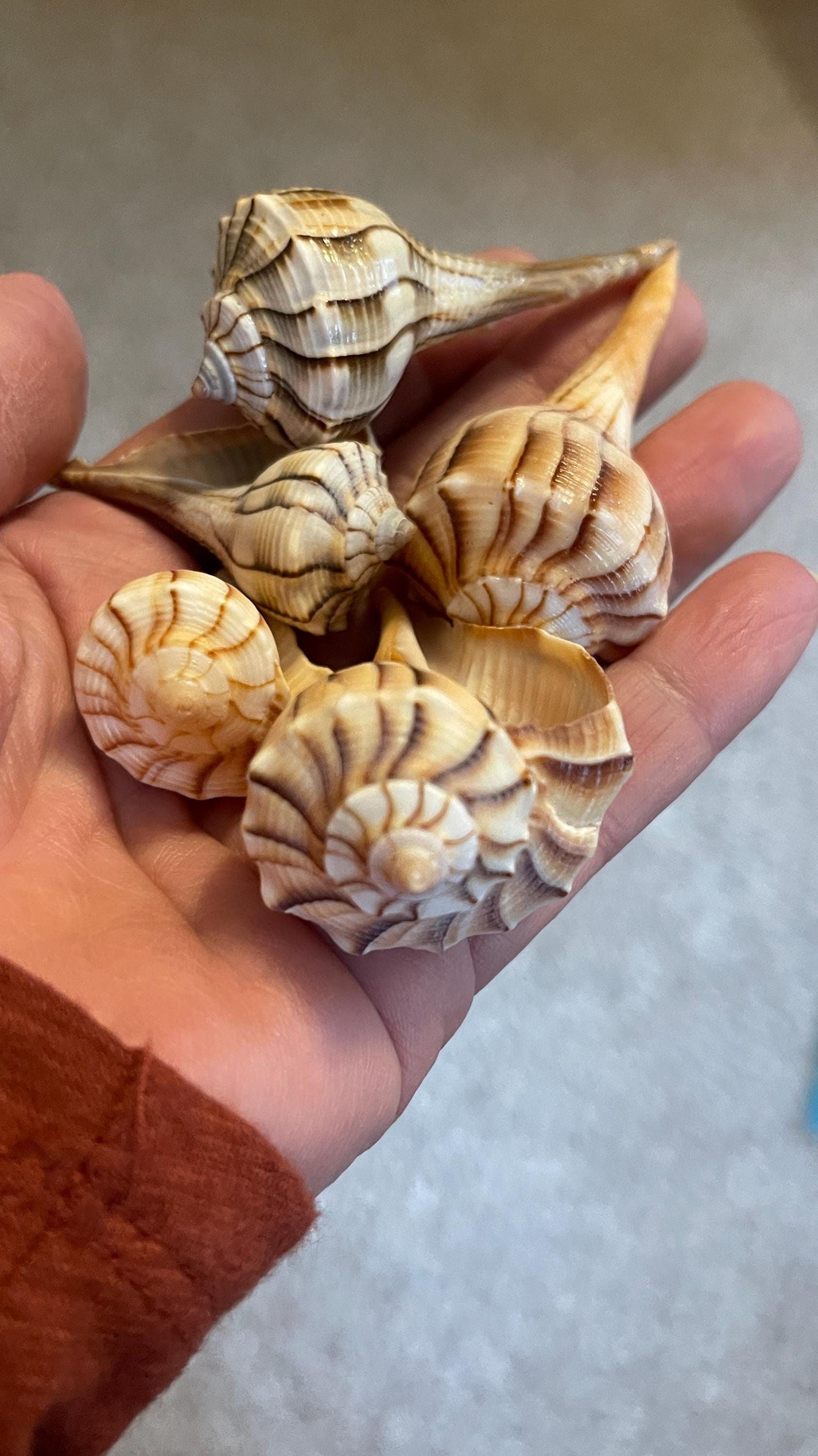 Lightening Whelk Sea Shells From Floridas Gulf Coast. Lot of 10 ...