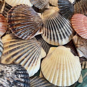 Bay Scallop Shells From Cape Cod - Etsy