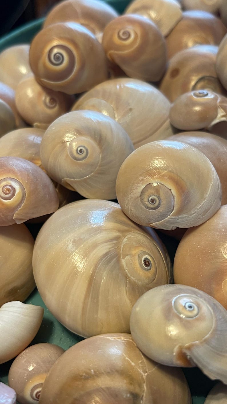 10 Shark Eye Moon Snails ( Neverita Duplicata ) - Etsy