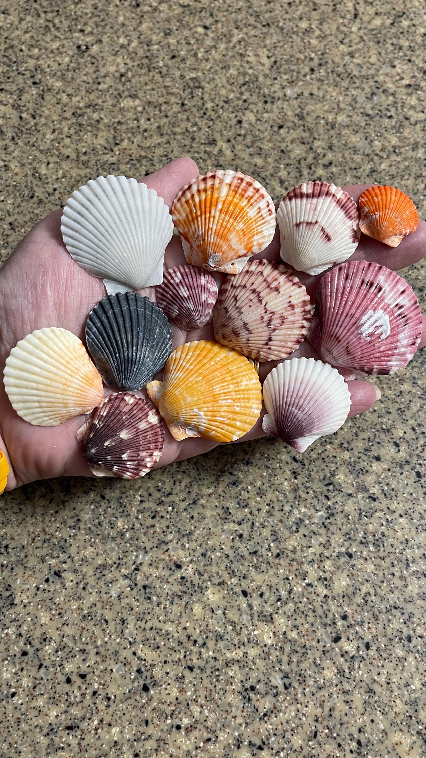 Calico Scallop Shells - Etsy