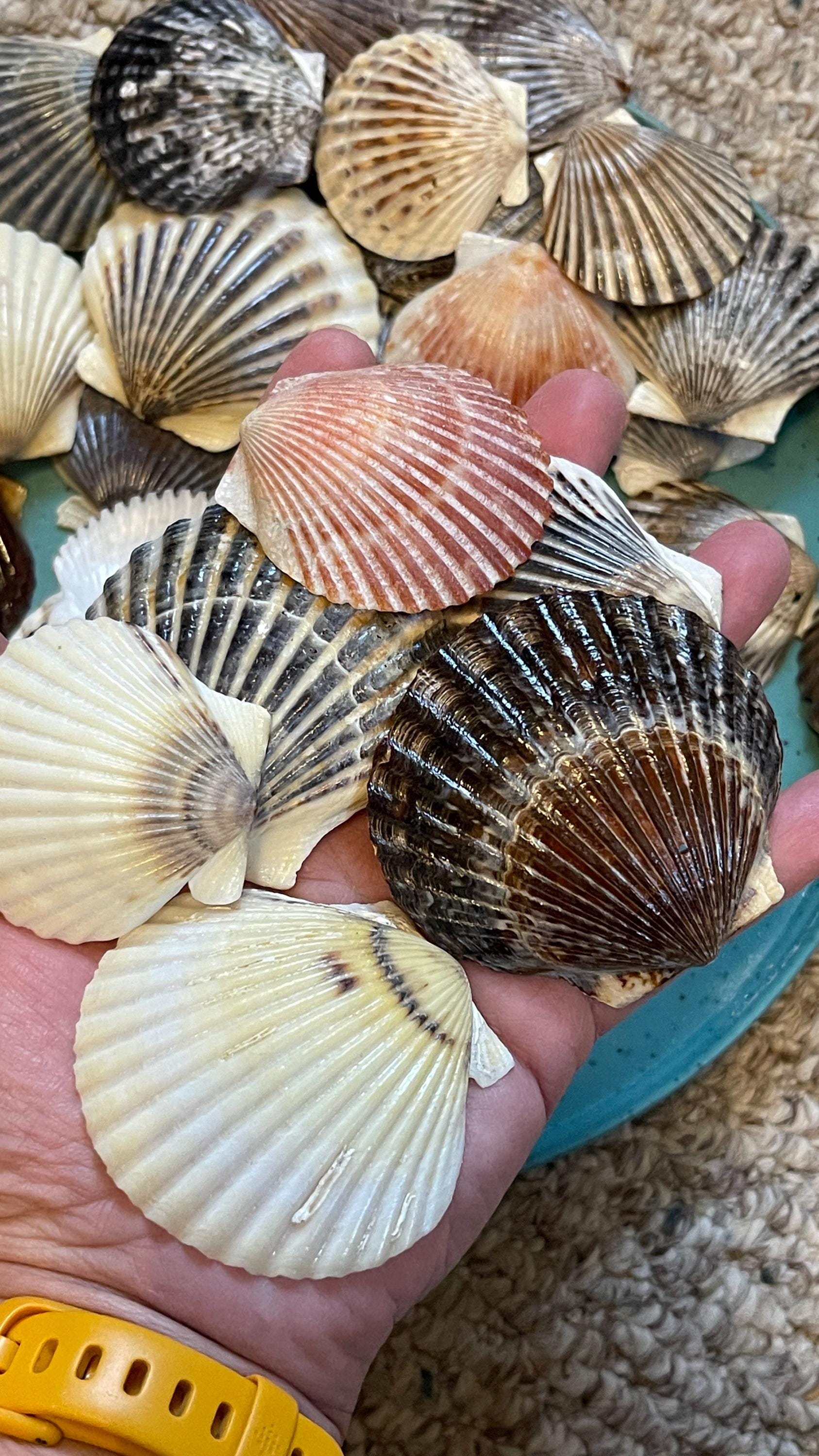 Bay Scallop Shells From Cape Cod - Etsy