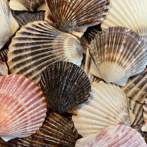 Bay Scallop Shells From Cape Cod - Etsy