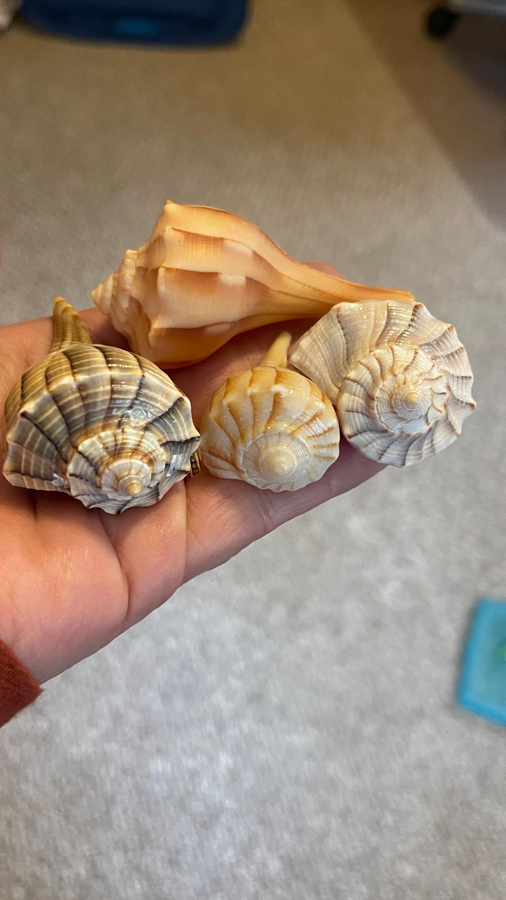 Lightening Whelk Sea Shells From Floridas Gulf Coast. Lot of 10 ...