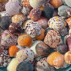 Calico Scallop Shells - Etsy