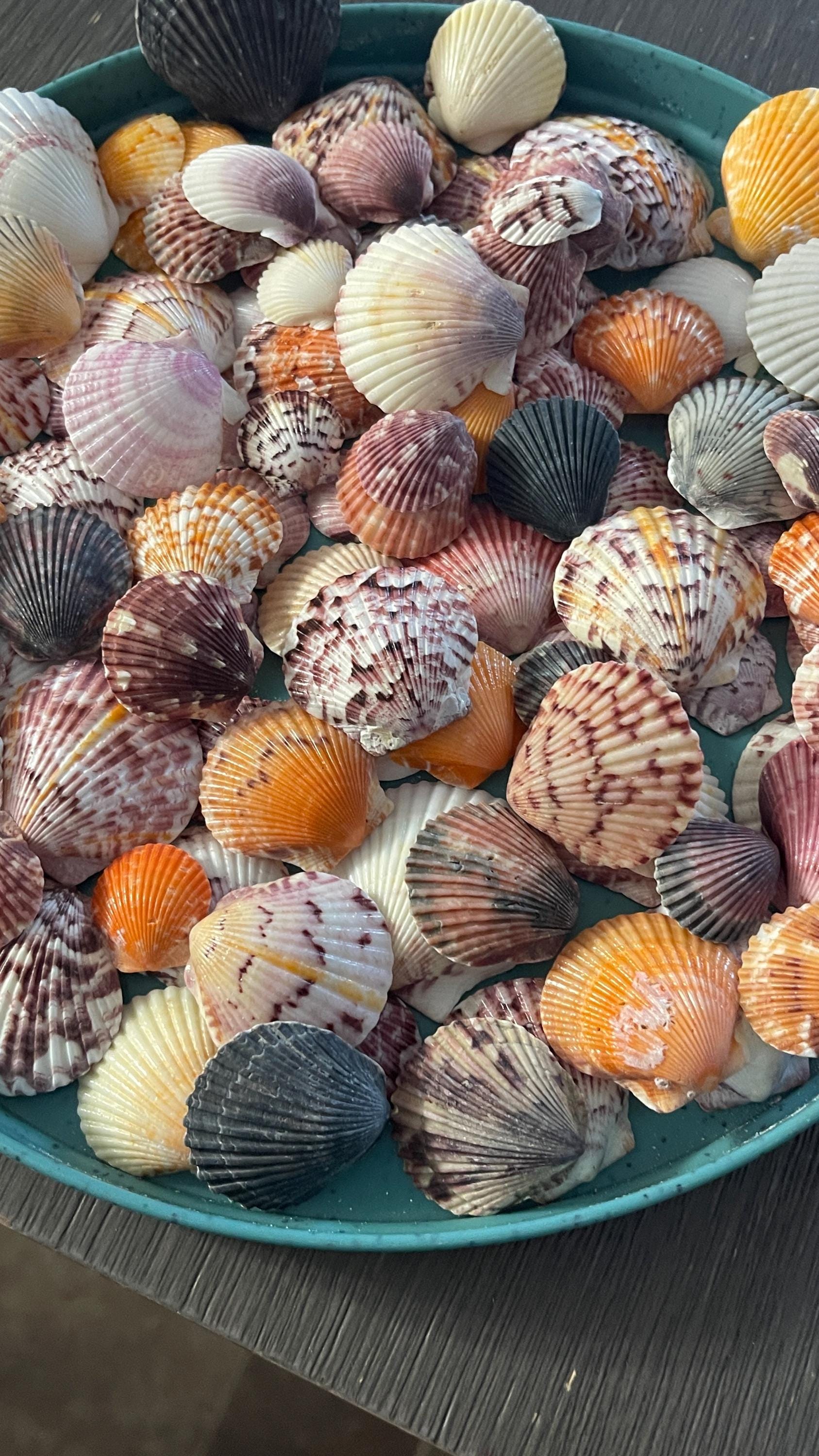 Calico Scallop Shells - Etsy