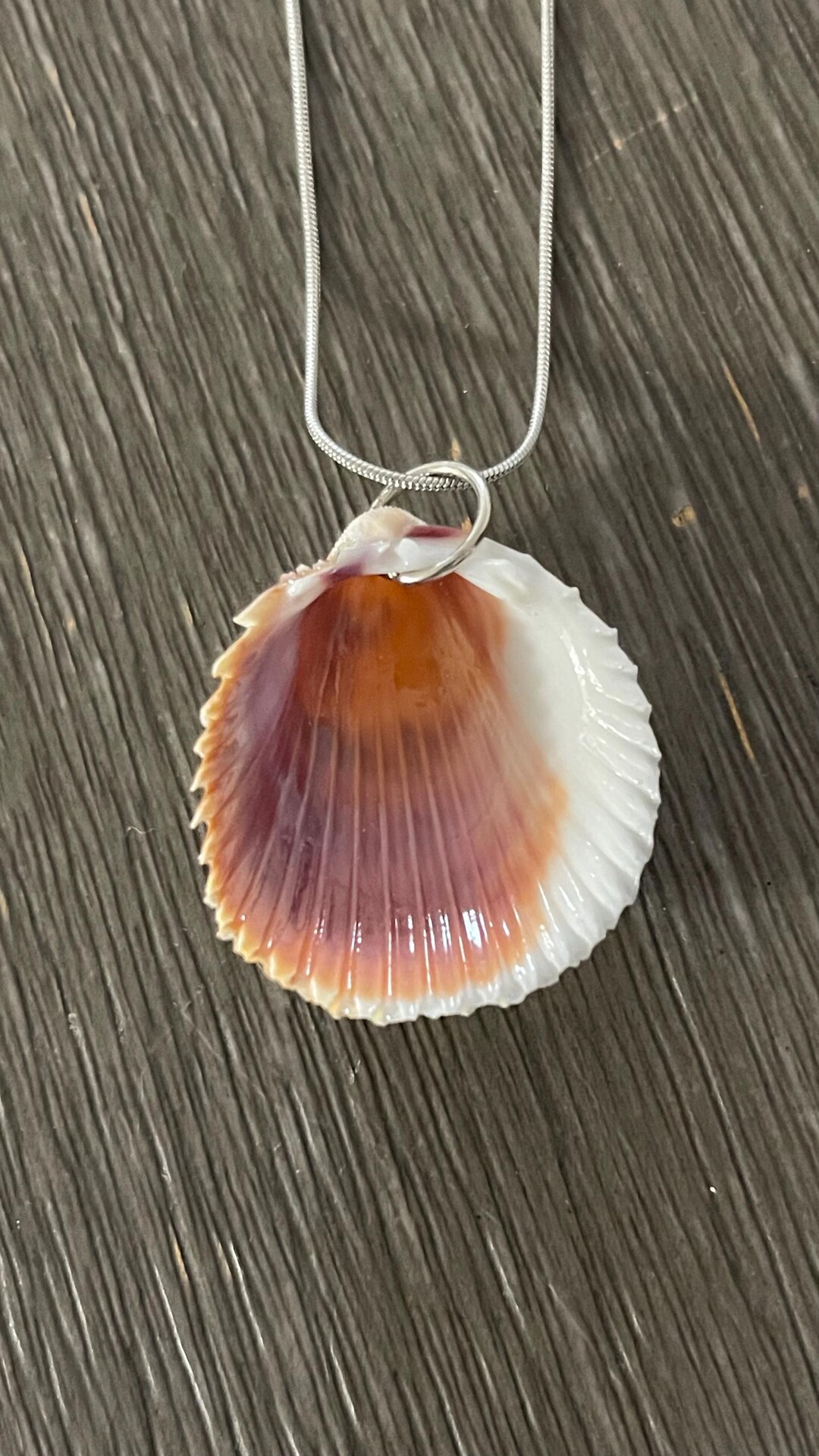 Sanibel Island Florida Prickly Cockle Shell Necklace - Etsy