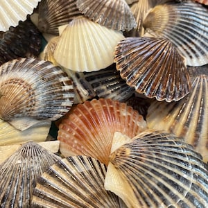Bay Scallop Shells From Cape Cod - Etsy