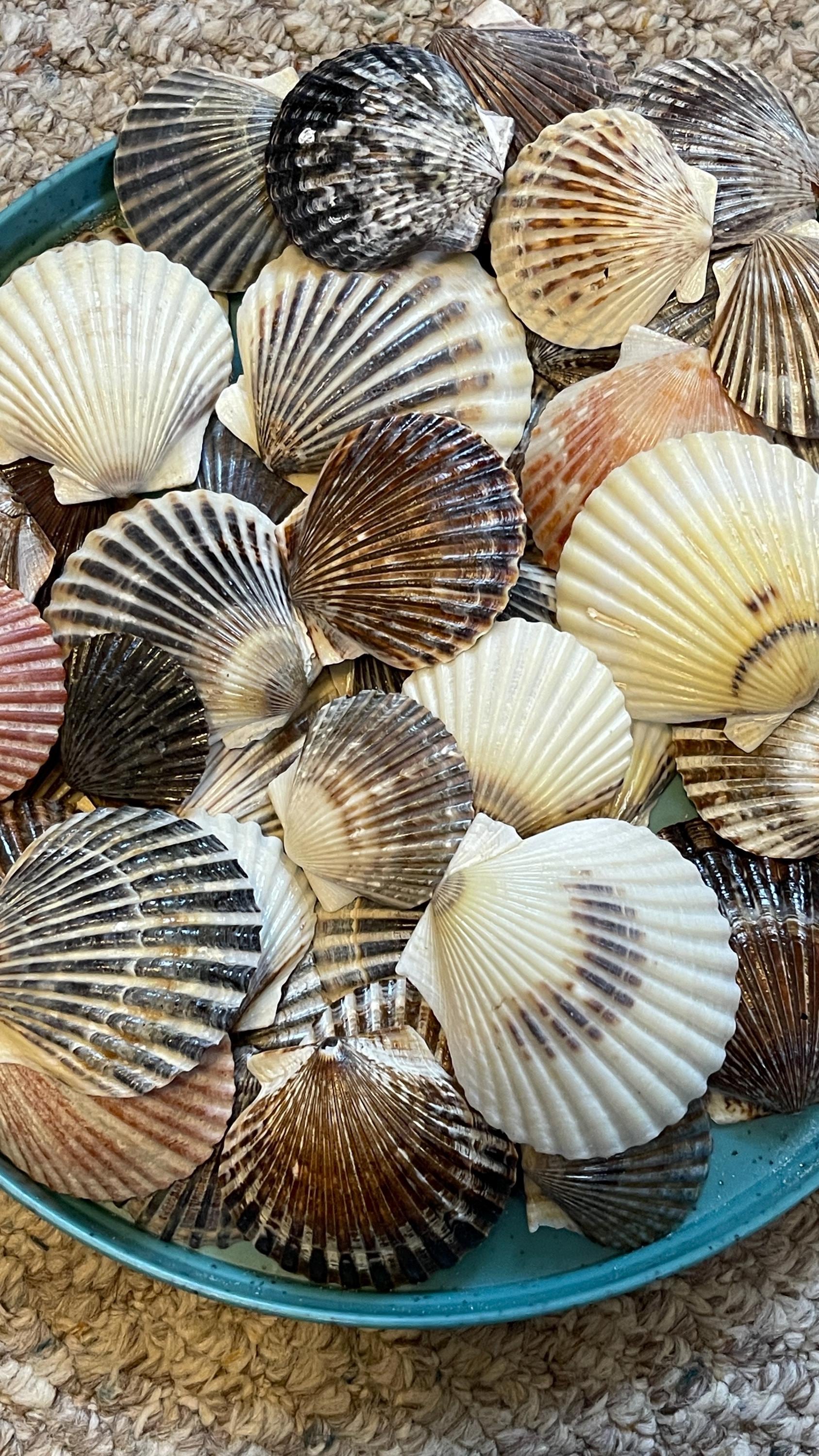 Bay Scallop Shells From Cape Cod - Etsy