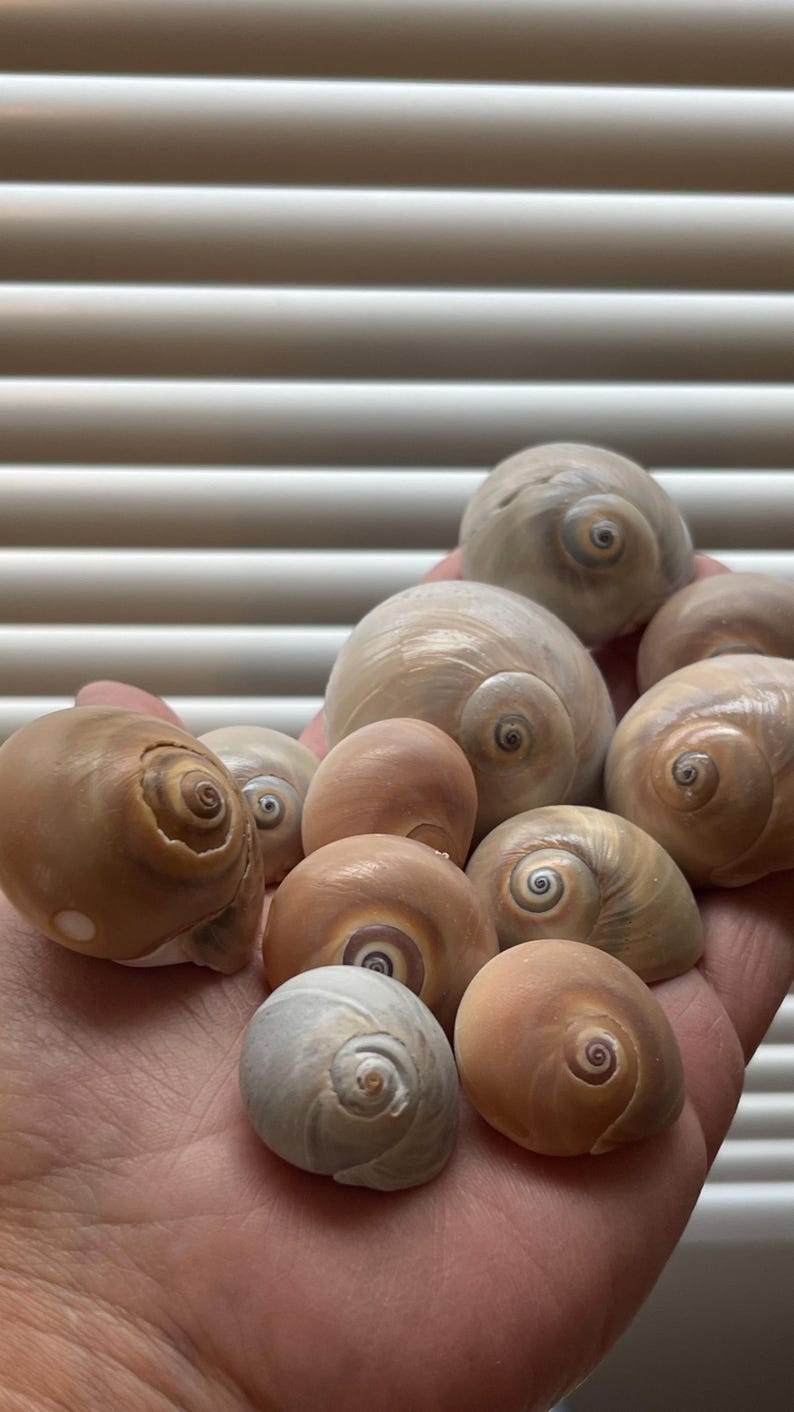 10 Shark Eye Moon Snails ( Neverita Duplicata ) - Etsy