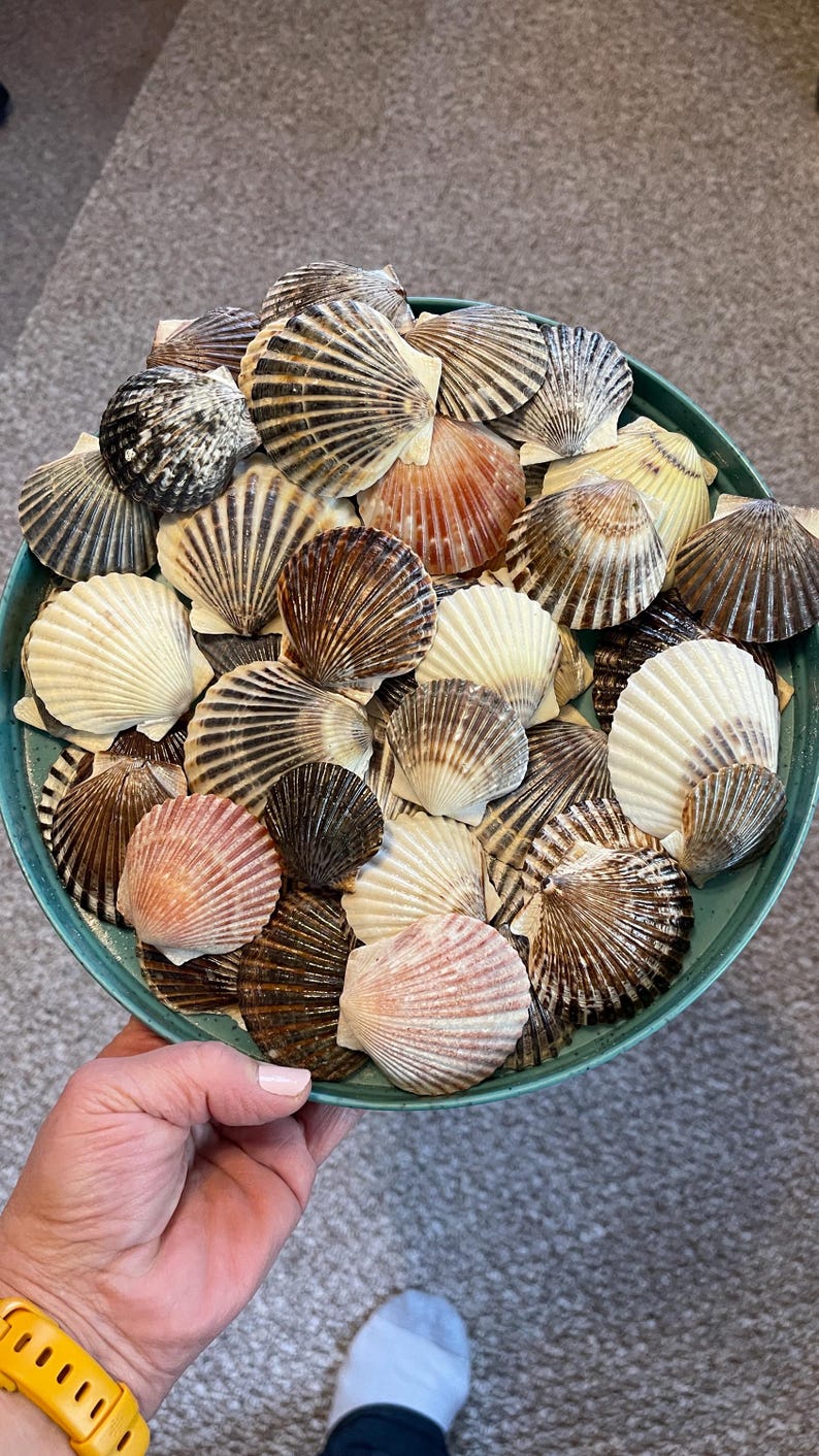 Bay Scallop Shells From Cape Cod - Etsy