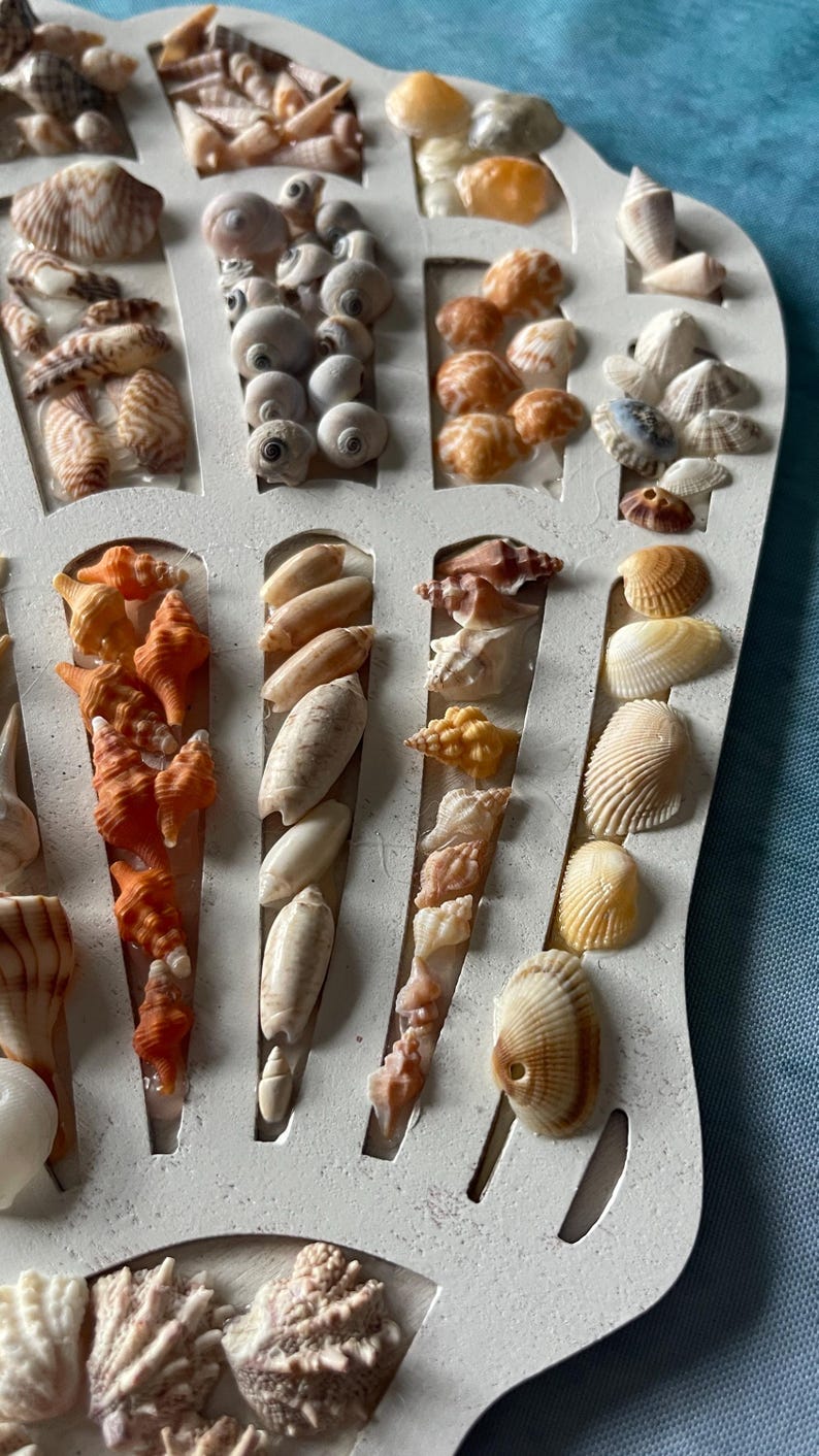 Sea Shell Art. Mini Sea Shells , Ocean Decoration - Etsy