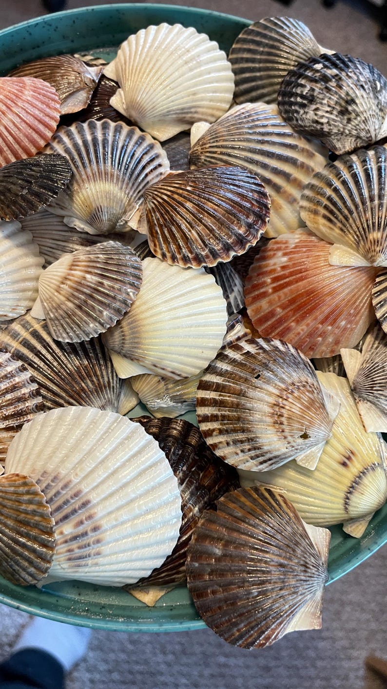 Bay Scallop Shells From Cape Cod - Etsy