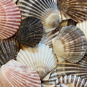 Bay Scallop Shells From Cape Cod - Etsy
