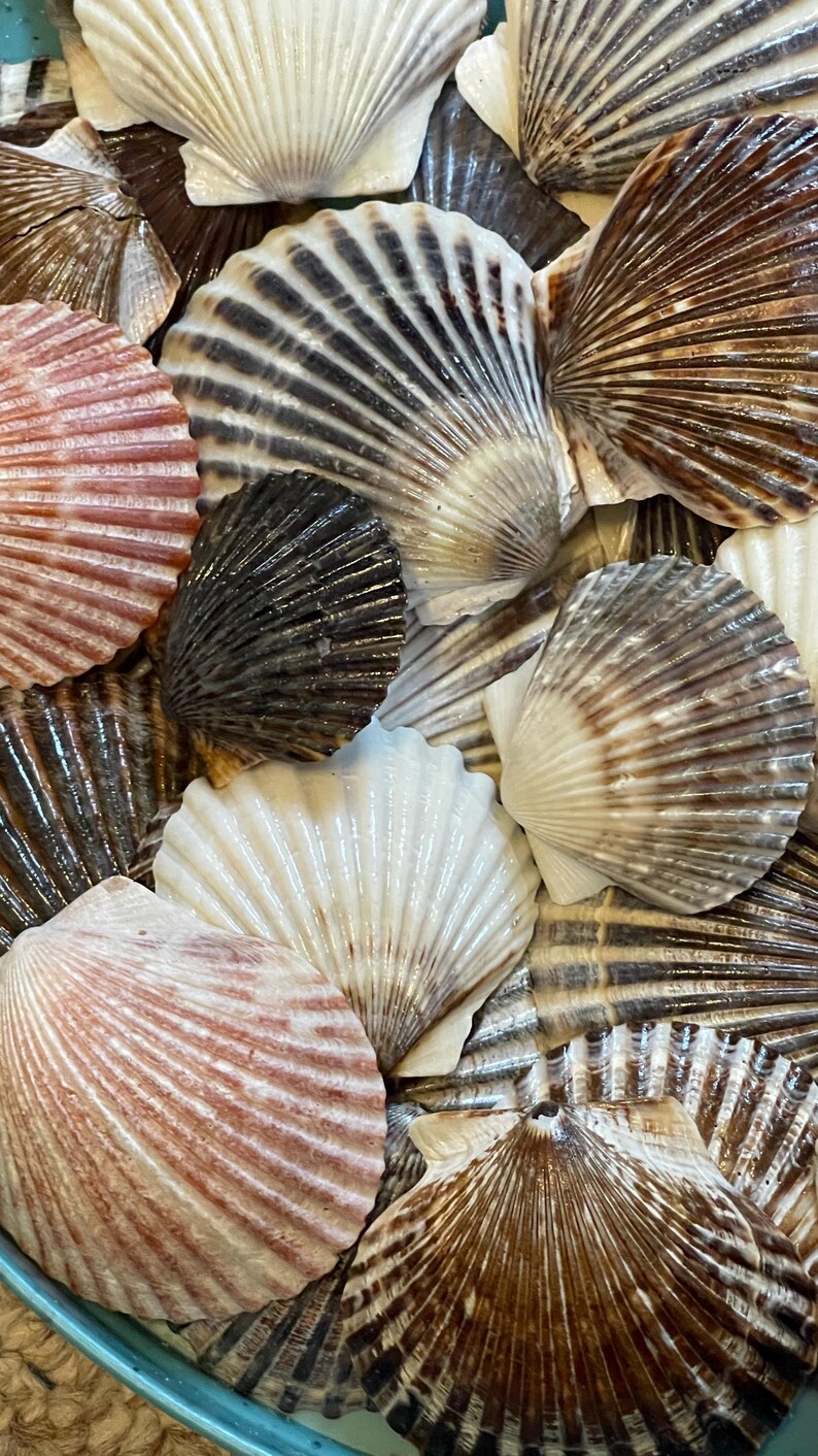 Bay Scallop Shells From Cape Cod - Etsy