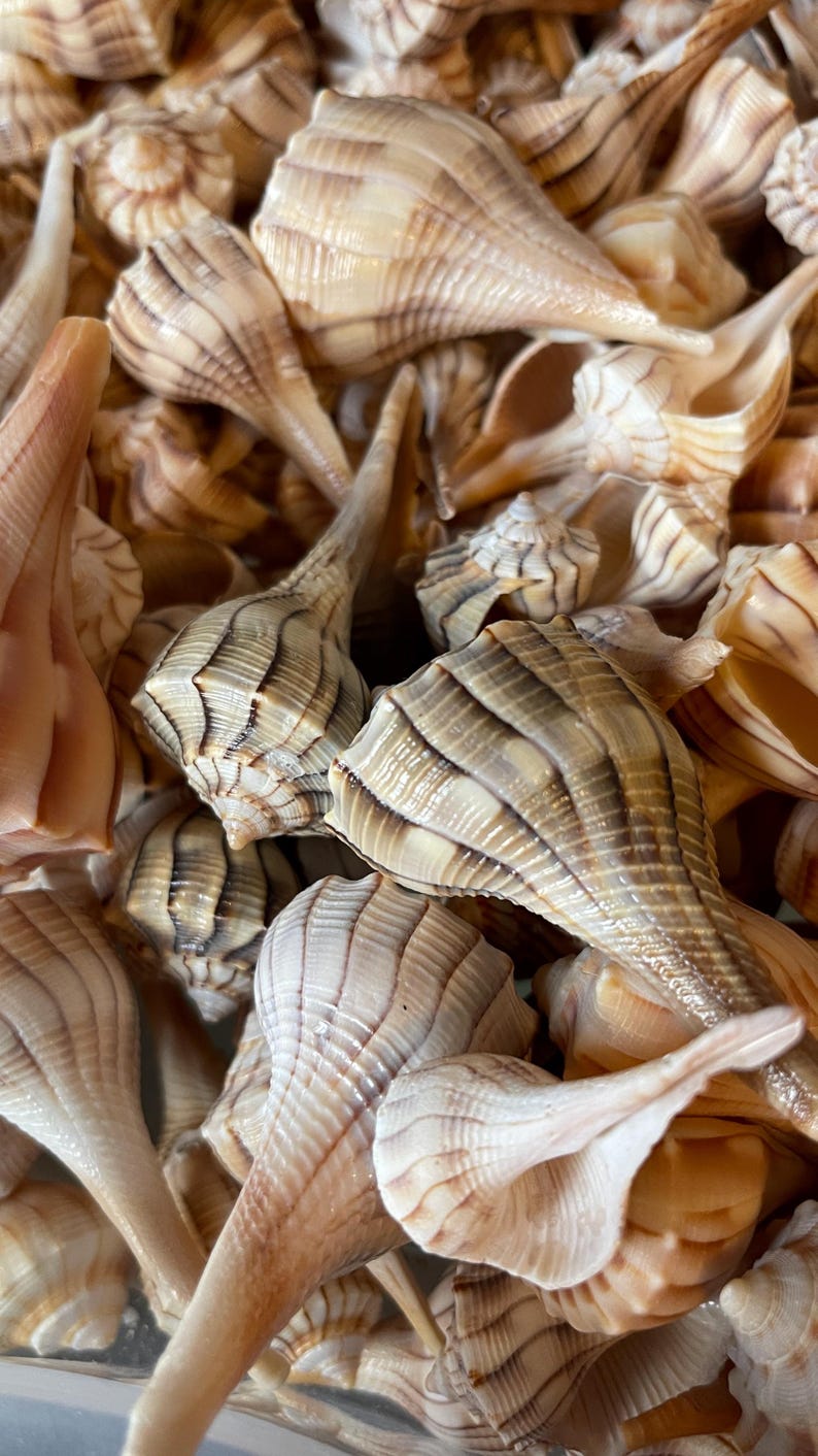 Lightening Whelk Sea Shells From Floridas Gulf Coast. Lot of 10 ...