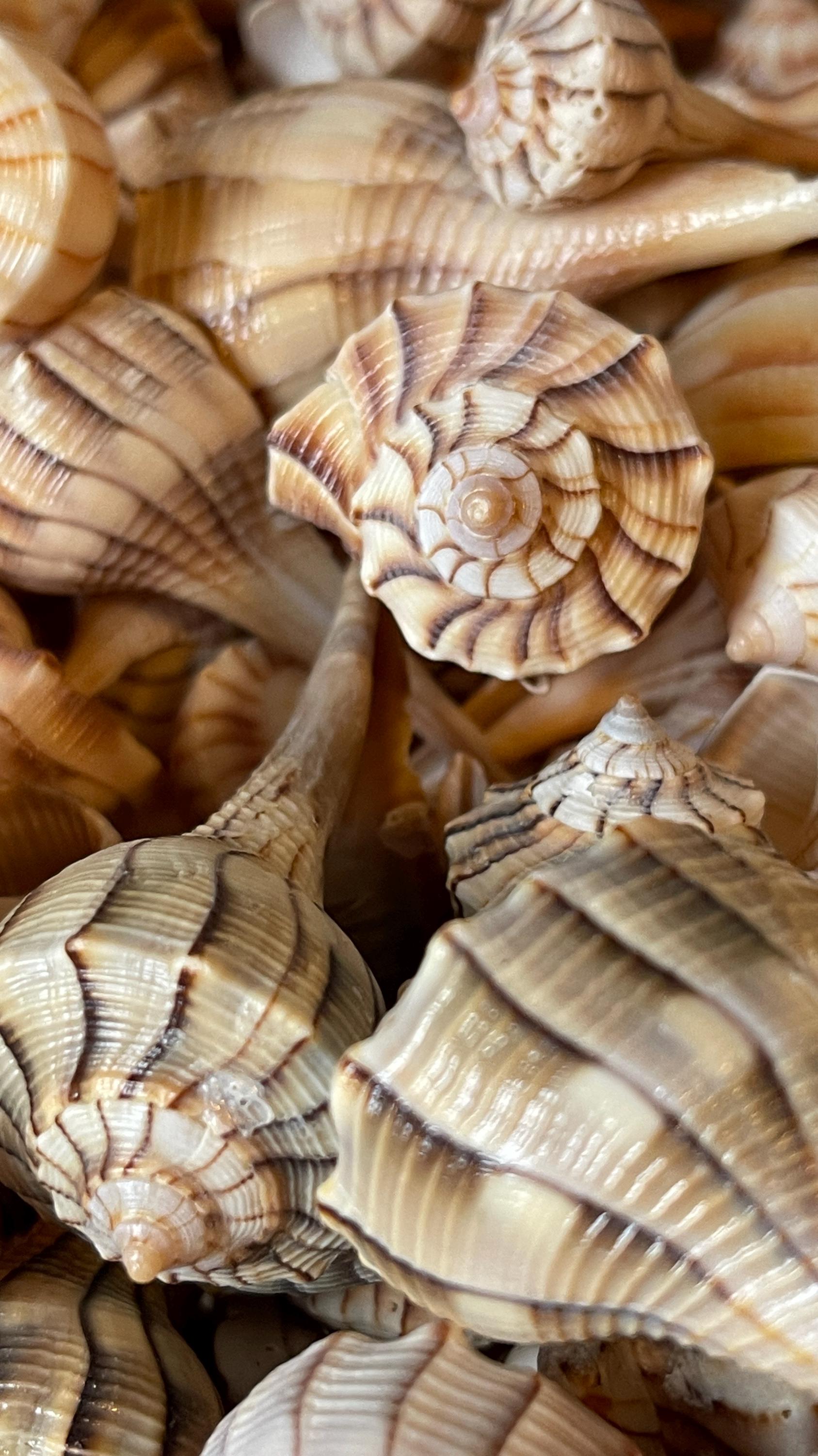 Lightening Whelk Sea Shells From Floridas Gulf Coast. Lot of 10 ...