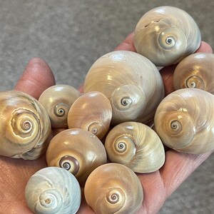 10 Shark Eye Moon Snails ( Neverita Duplicata ) - Etsy