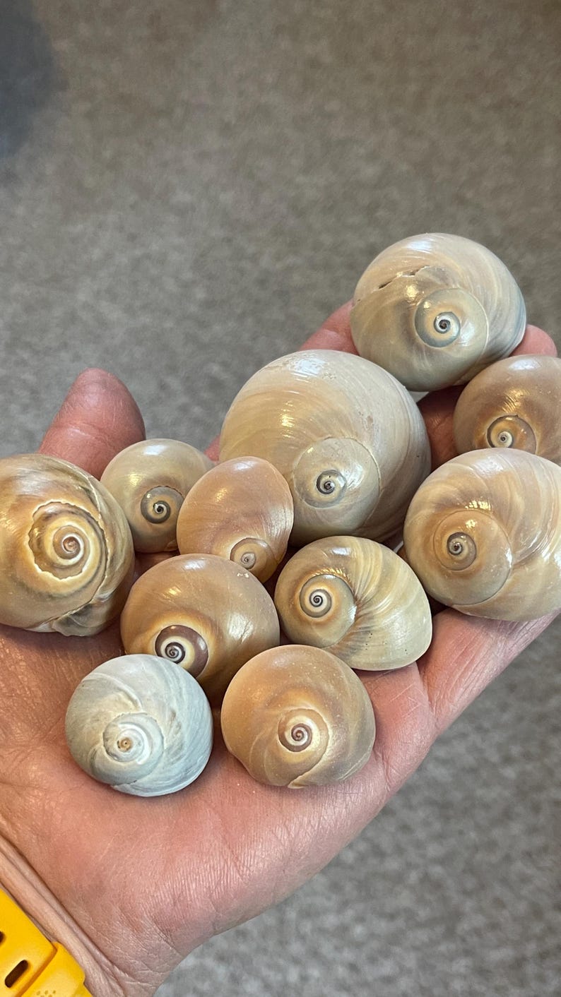 10 Shark Eye Moon Snails ( Neverita Duplicata ) - Etsy