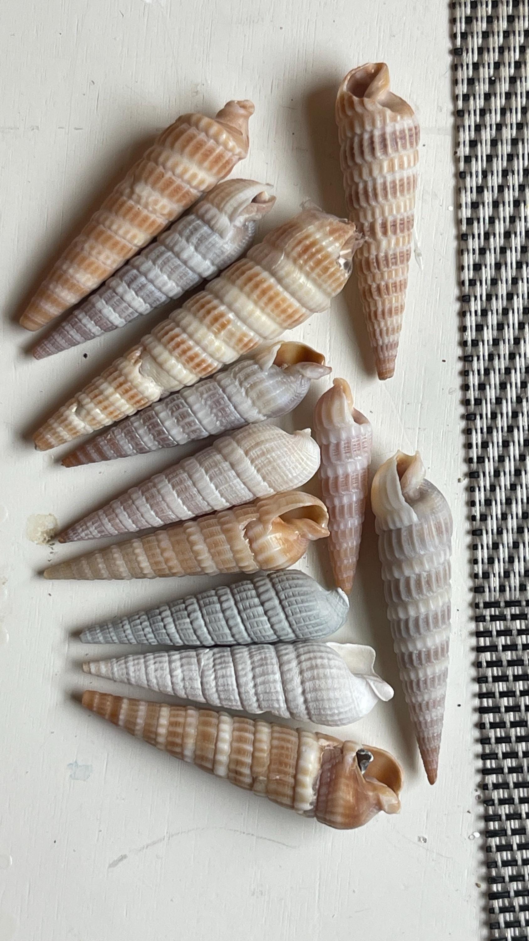 20 Genuine Auger Sea Shells. Handpicked From the Beaches of Sanibel ...