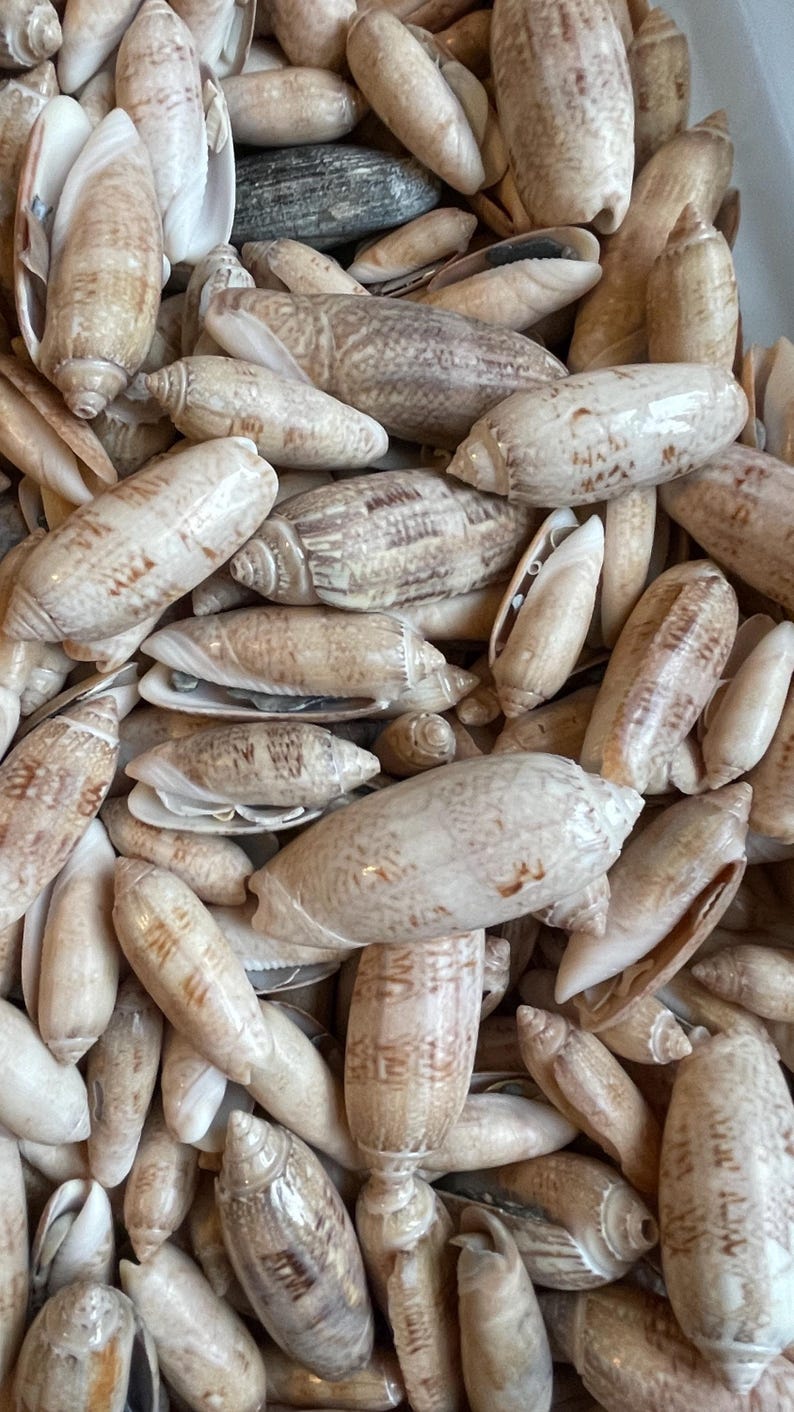 Lettered Olive Shells: Sanibel Island Beach Decor, Crafting Shells - 12 ...
