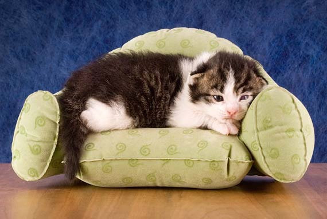 Kitten on miniature sofa Cute Kitten on the couch | Etsy