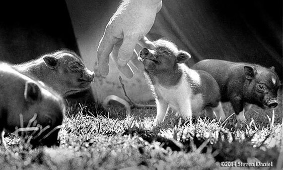 Baby Pot Belly Pigs